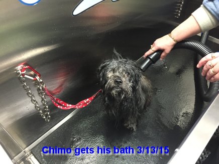 Dog-Gone Clean Inc Wall of Fame